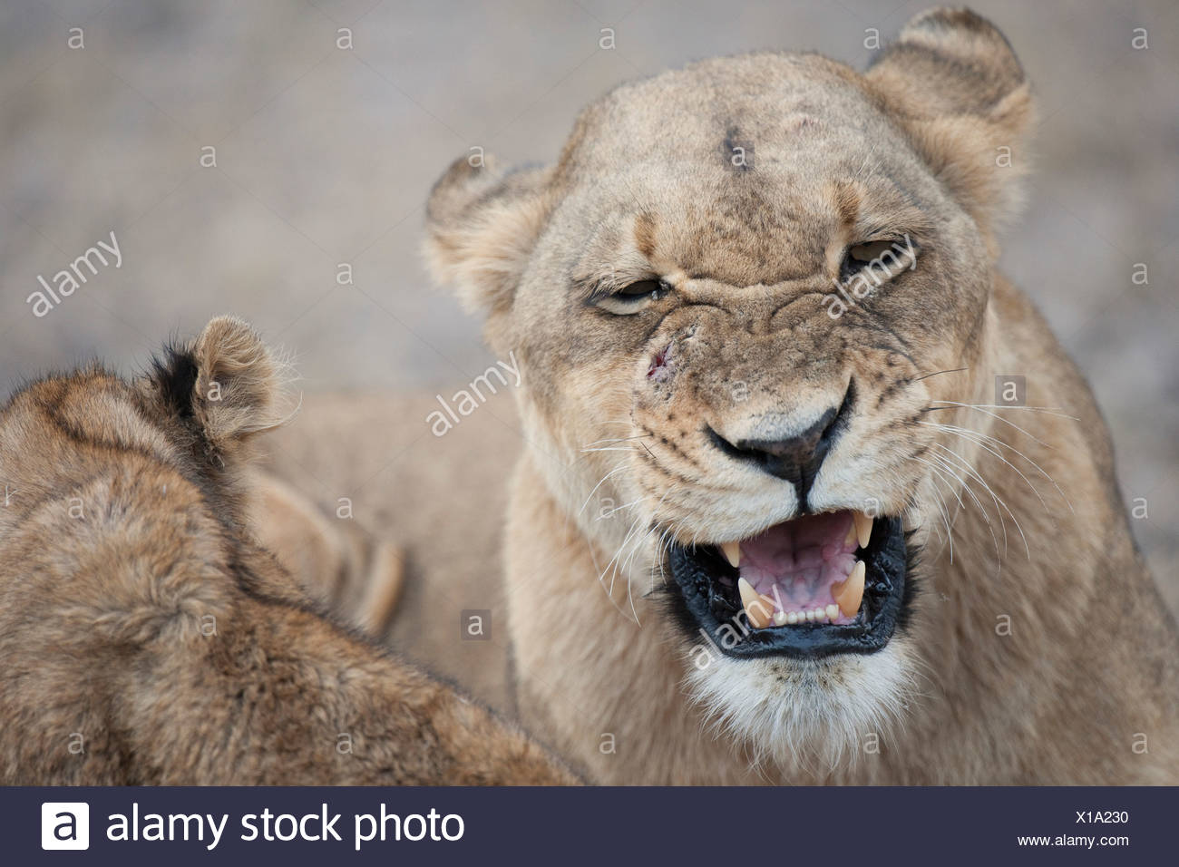 Snarling Lion High Resolution Stock Photography and Images - Alamy