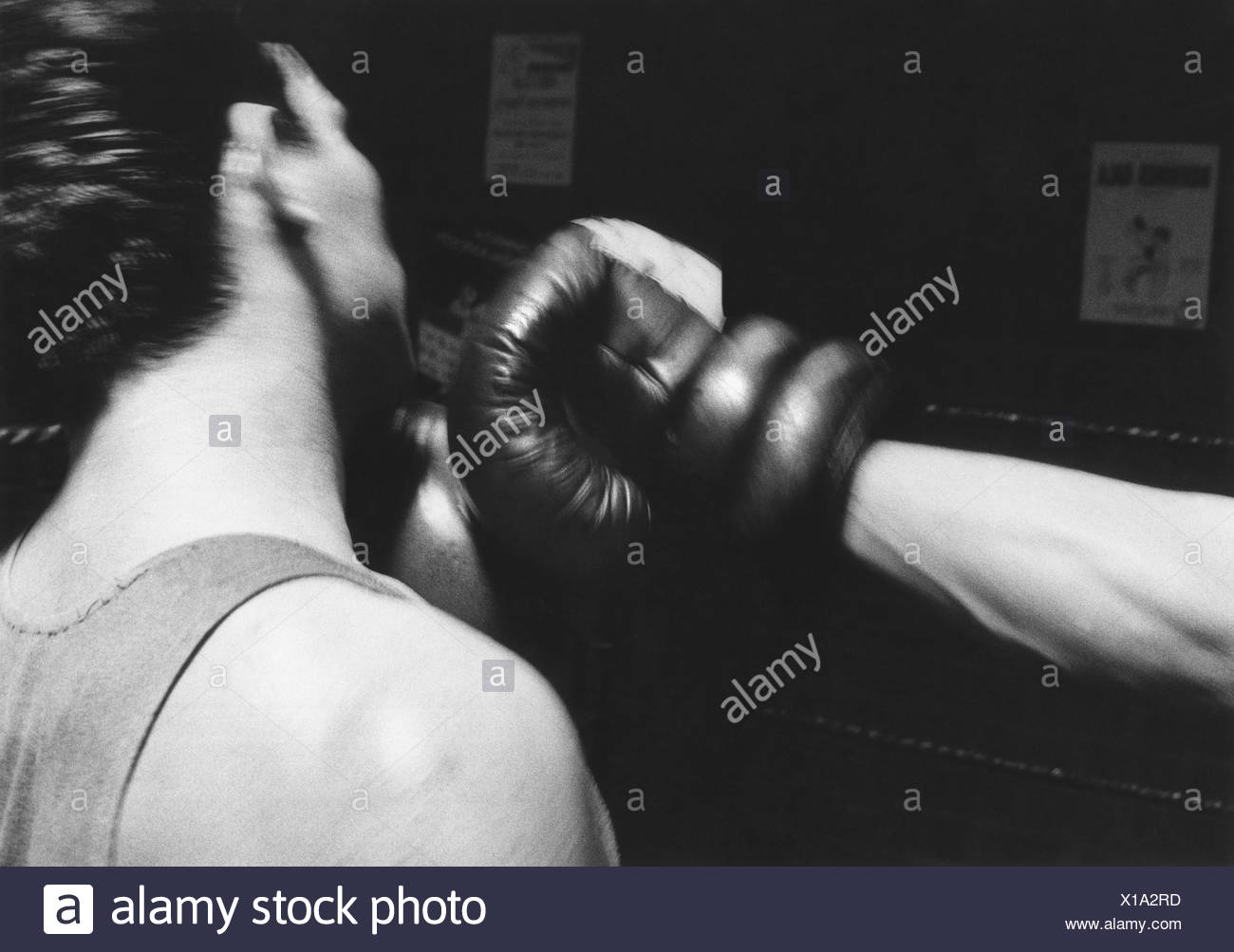 Boxers Face To Face High Resolution Stock Photography and Images - Alamy