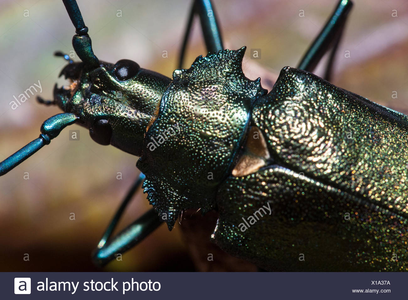 Iridescent Beetle Stock Photos & Iridescent Beetle Stock Images - Alamy