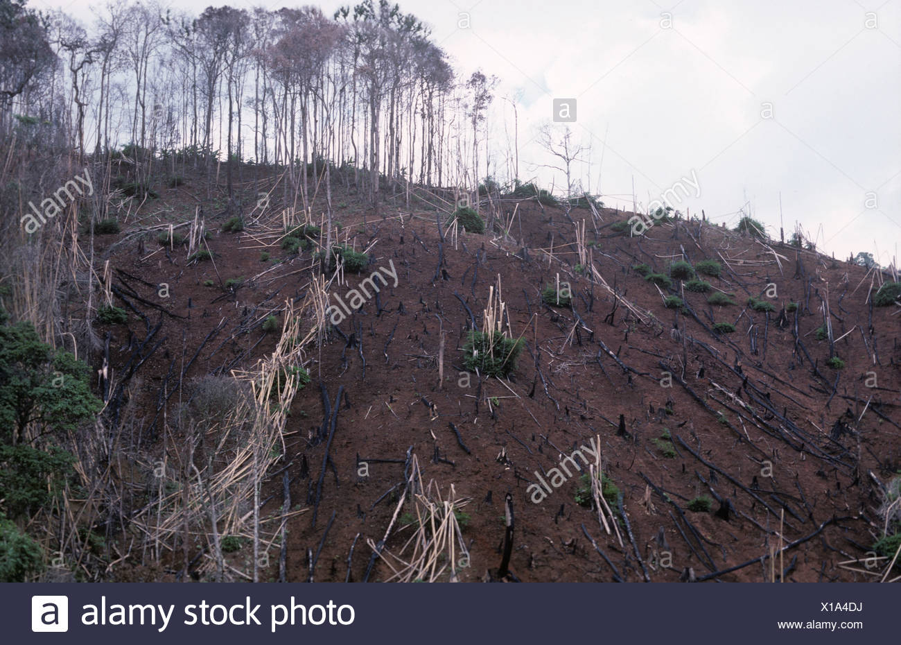 Burnt Timber Stock Photos & Burnt Timber Stock Images - Alamy