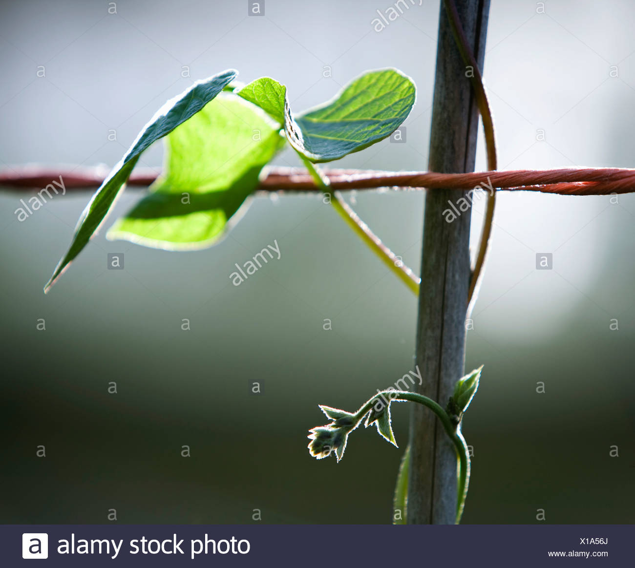 Plant Leaf Stem High Resolution Stock Photography and Images - Alamy