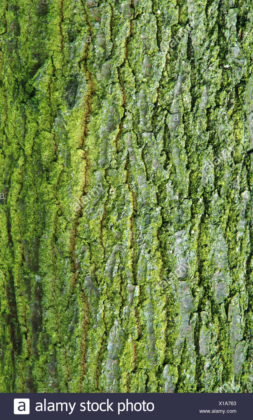 Acer Campestre Bark High Resolution Stock Photography and Images - Alamy