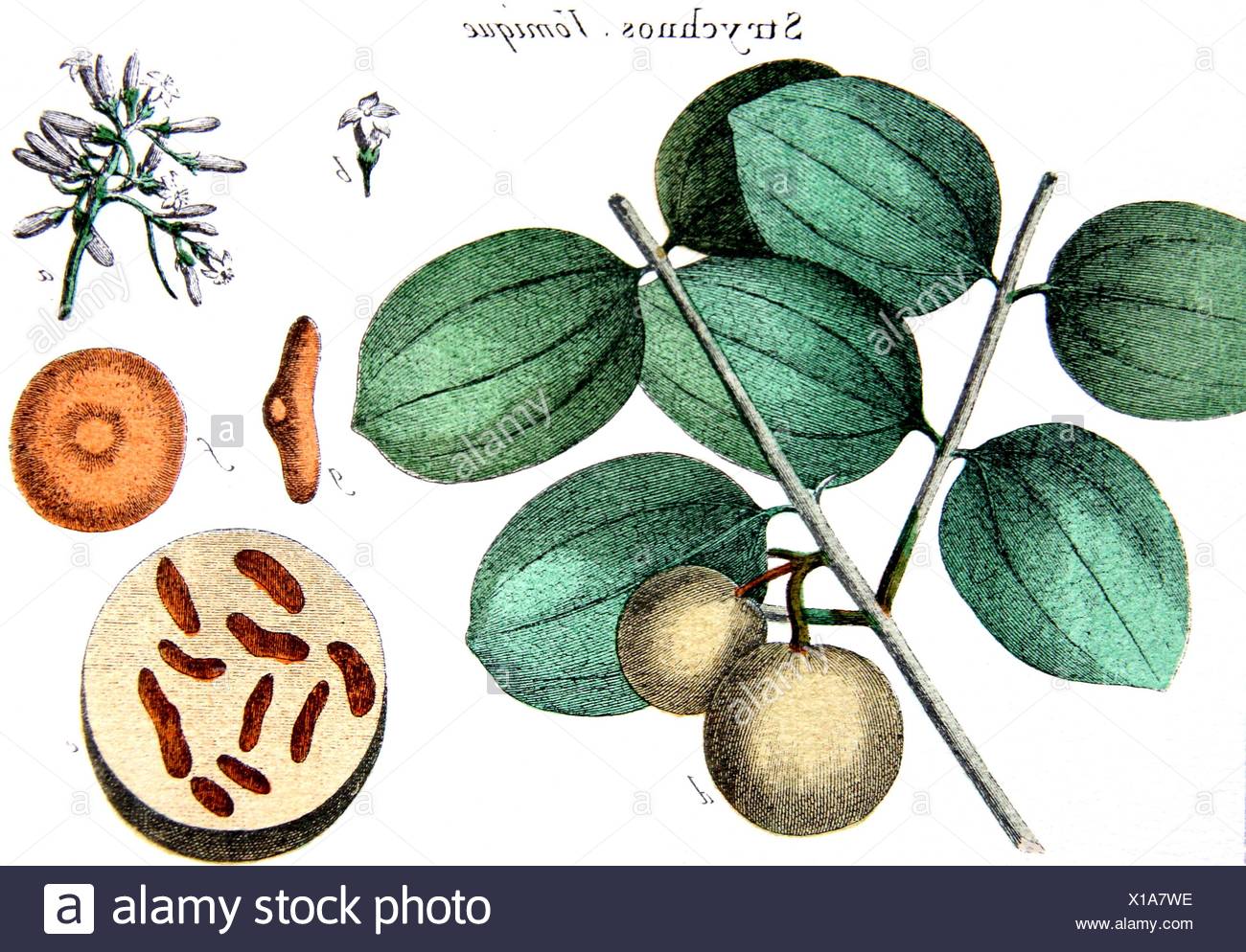 Strychnine Tree Stock Photos & Strychnine Tree Stock Images - Alamy