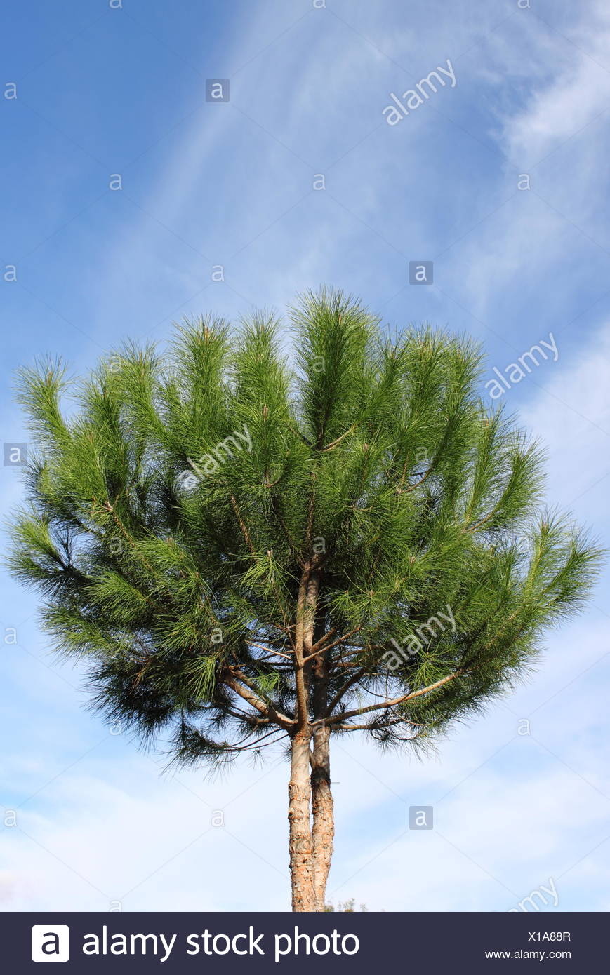 Maritime Pine Tree High Resolution Stock Photography and Images - Alamy