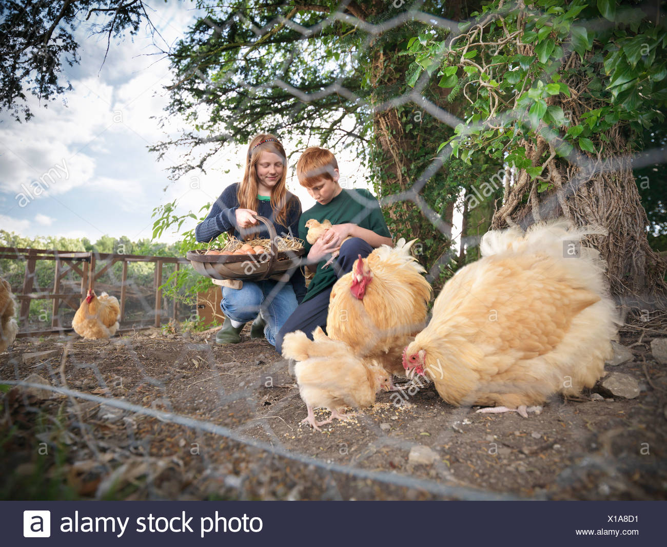 Two Chickens Eggs High Resolution Stock Photography and Images - Alamy