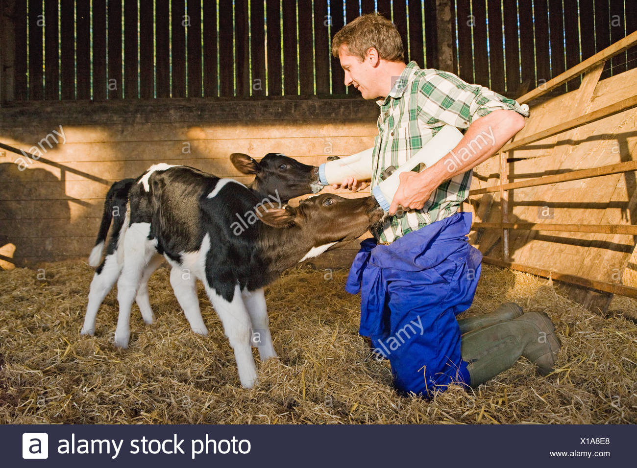 Calf Rearing Stock Photos & Calf Rearing Stock Images - Alamy