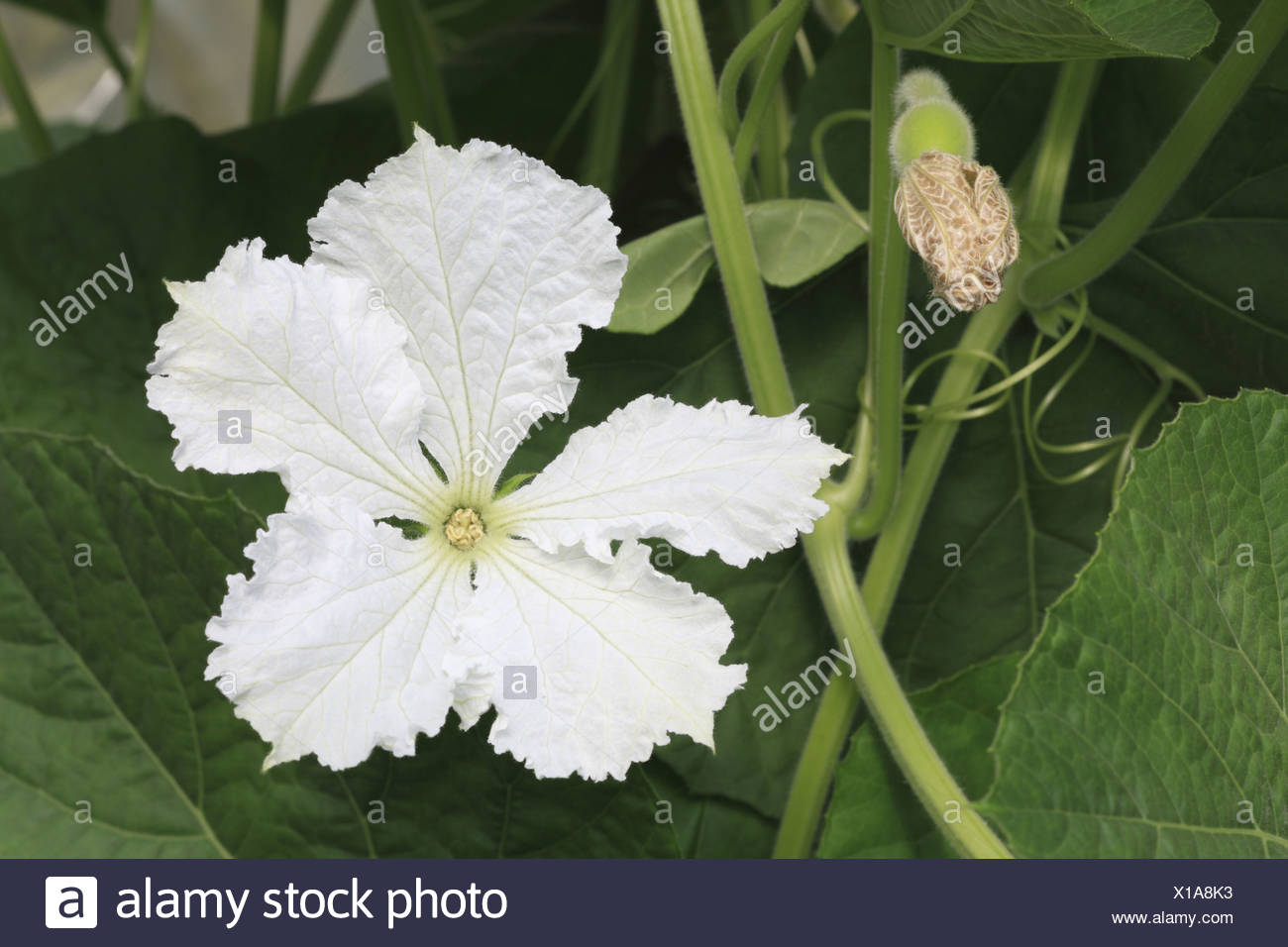 Calabash Flower Stock Photos & Calabash Flower Stock Images - Alamy