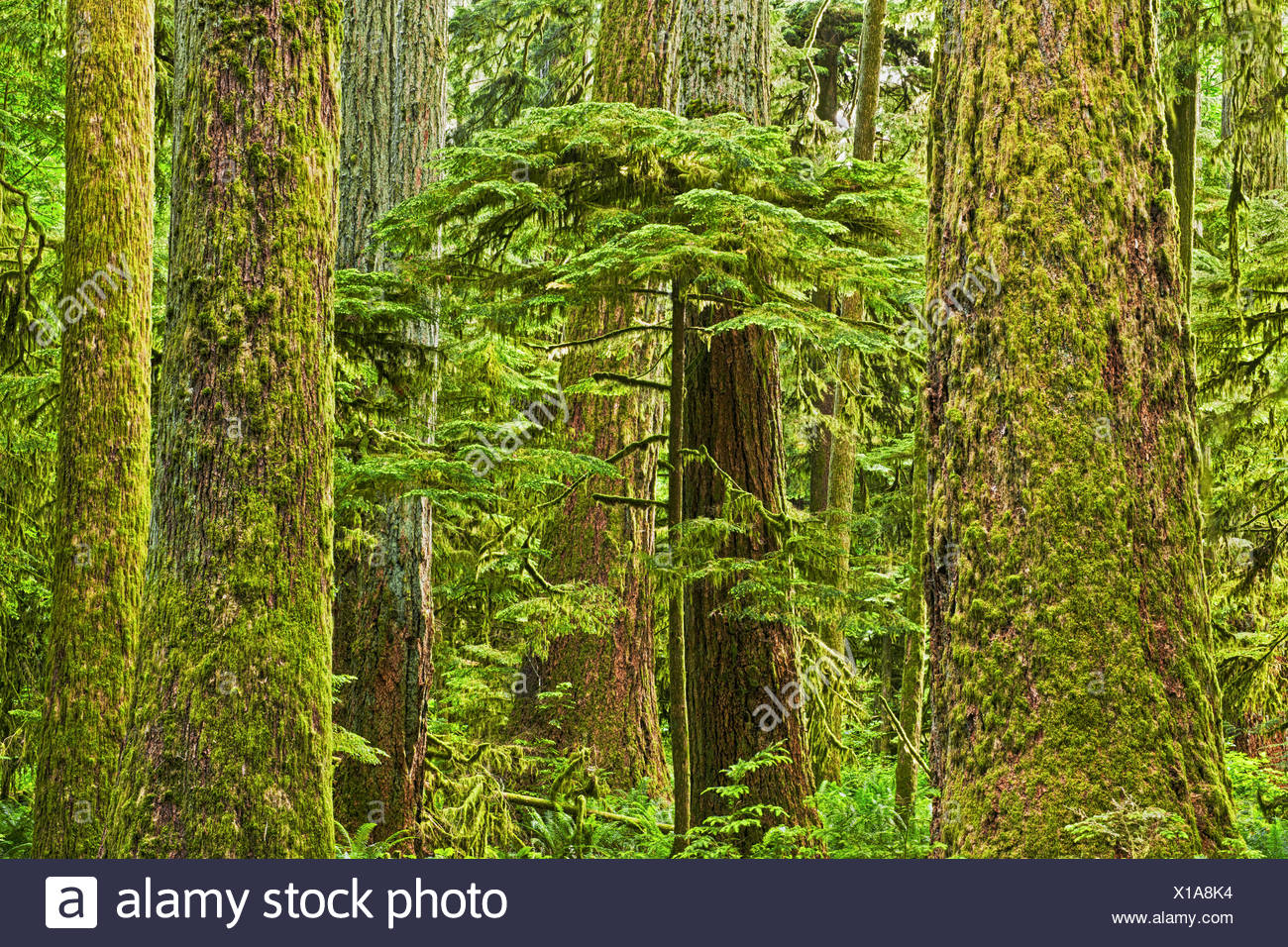 Old_growth_trees High Resolution Stock Photography and Images - Alamy