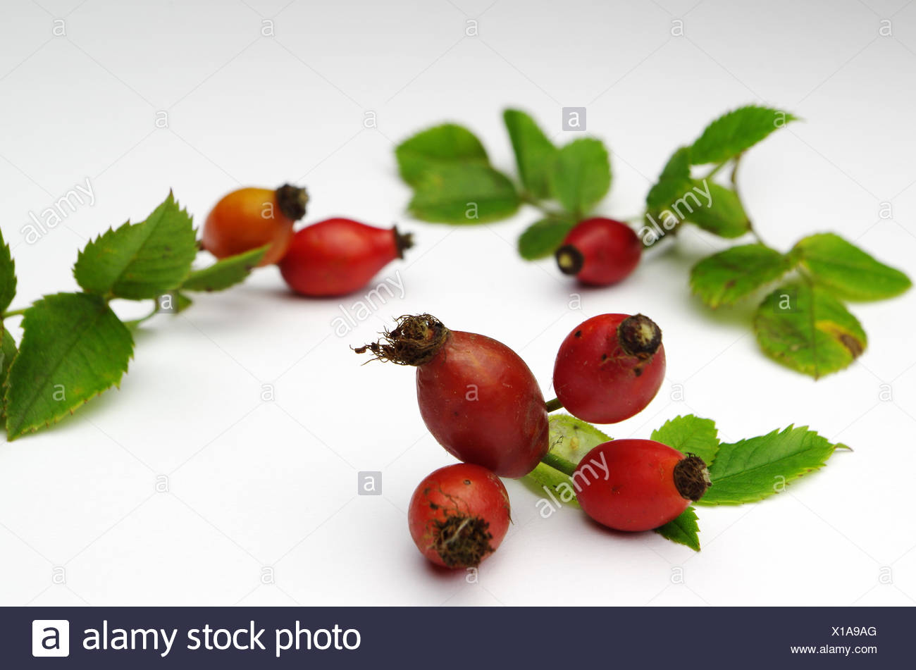 Hips And Haws High Resolution Stock Photography and Images - Alamy