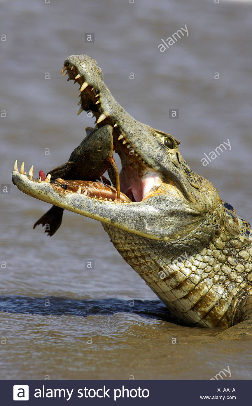 Crocodile Catching Prey High Resolution Stock Photography and Images ...