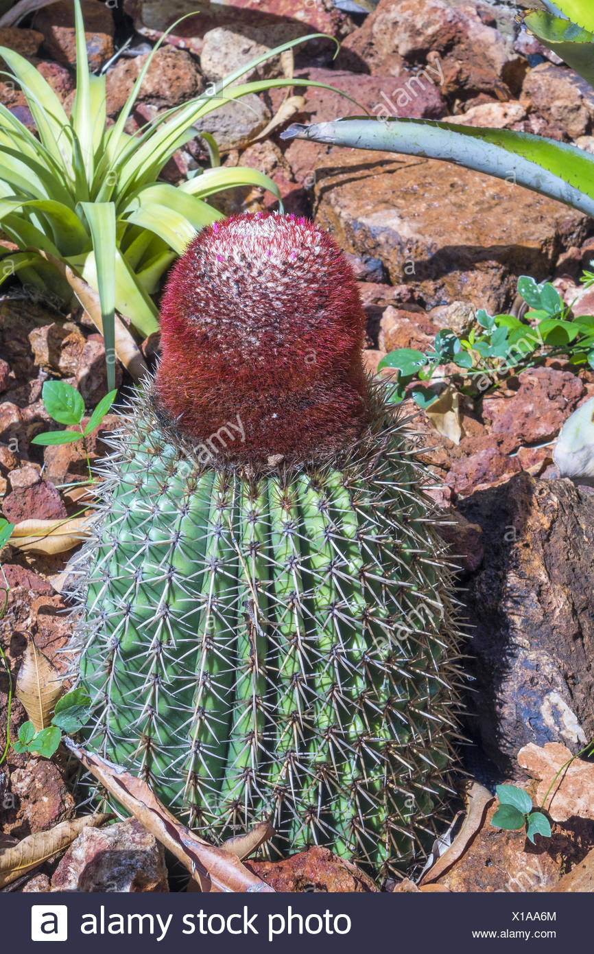 Turks Head Cactus Stock Photos & Turks Head Cactus Stock Images - Alamy