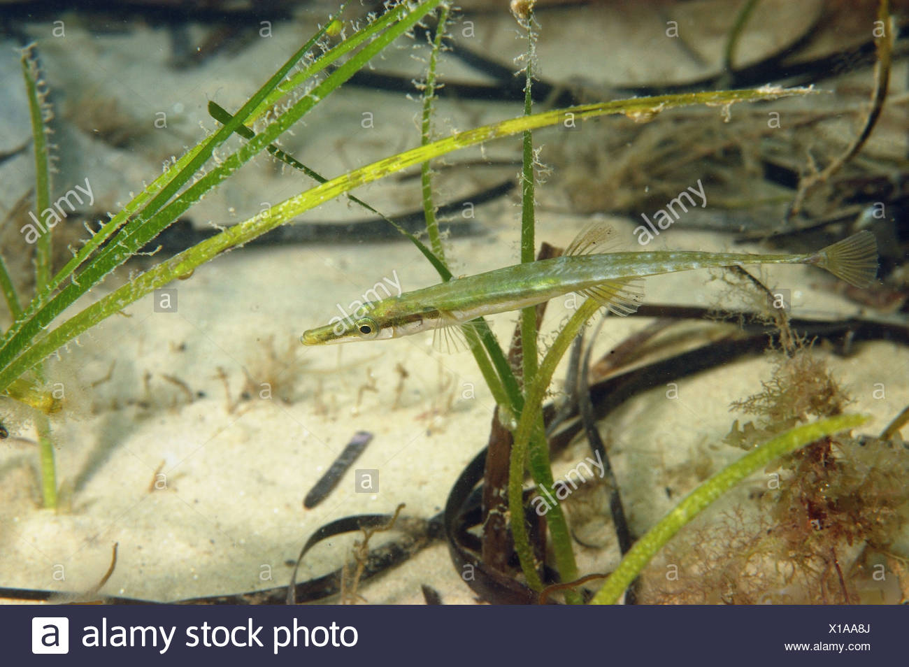 Fifteen Spined High Resolution Stock Photography and Images - Alamy