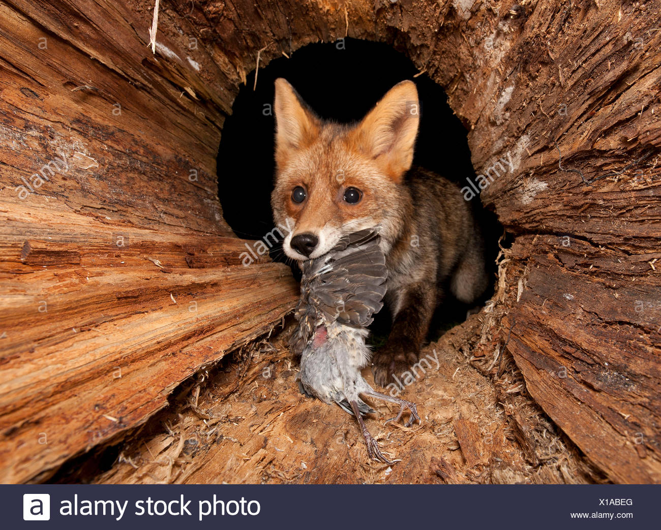 Red Fox Images High Resolution Stock Photography and Images - Alamy