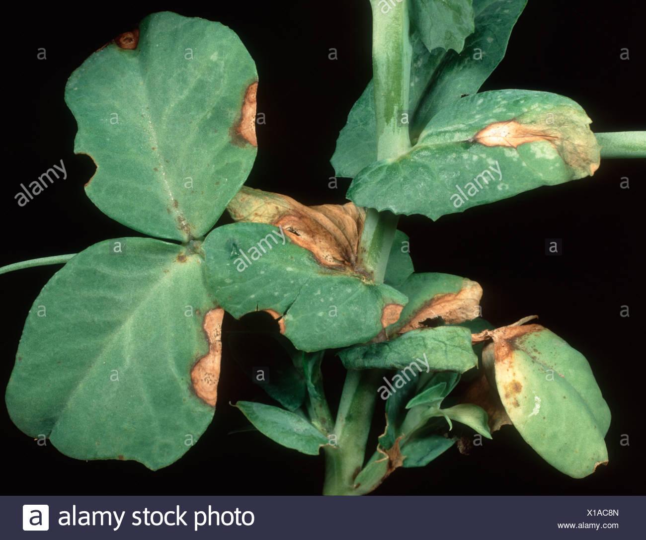 Pycnidium High Resolution Stock Photography and Images - Alamy