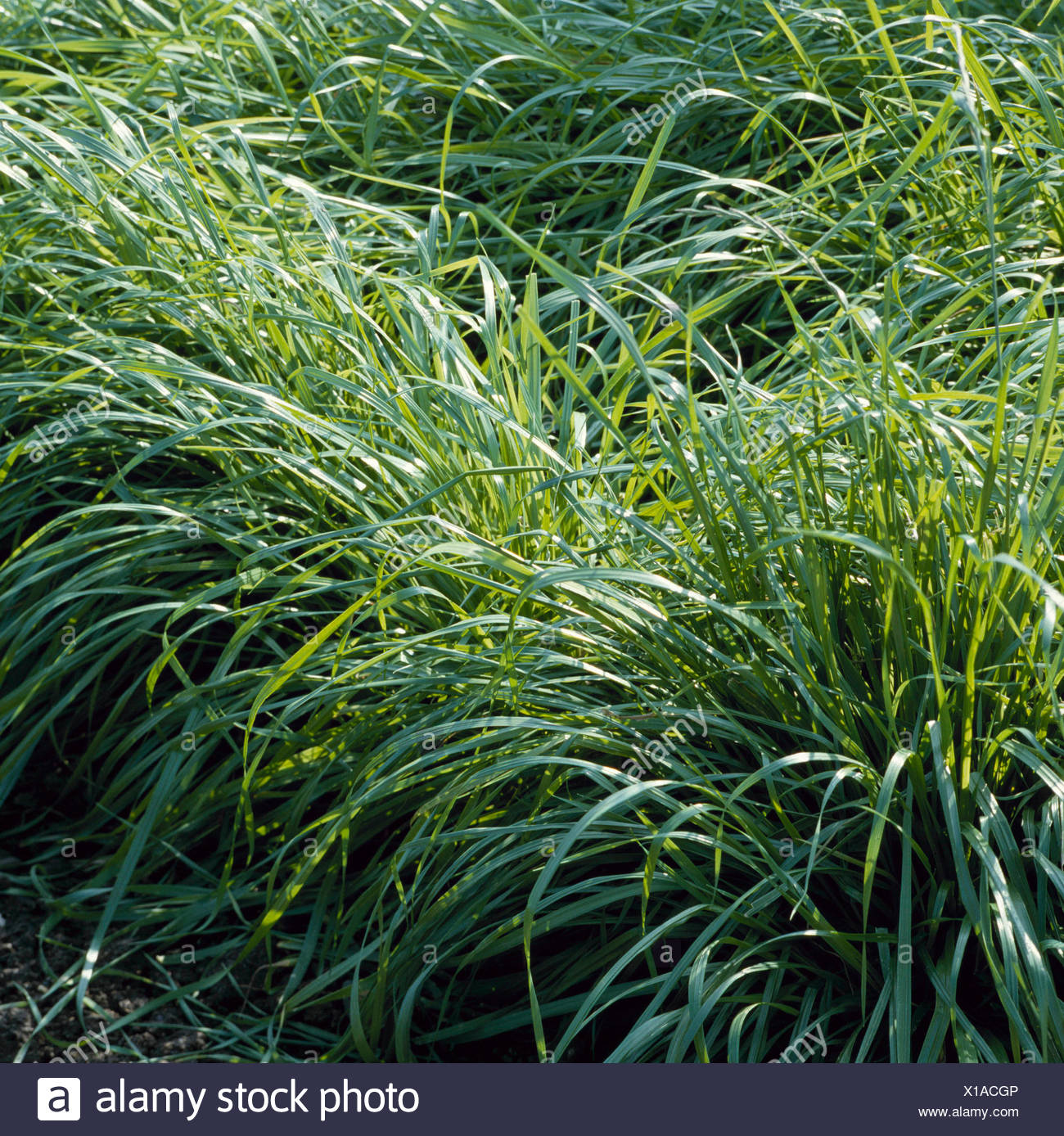 Italian Ryegrass High Resolution Stock Photography and Images - Alamy