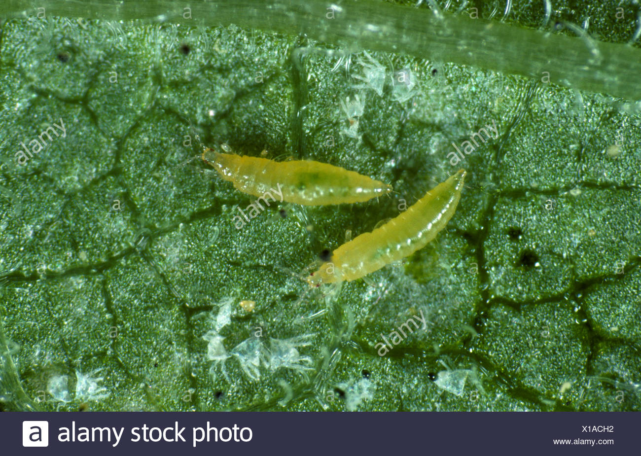Western Flower Thrip Frankliniella Occidentalis High Resolution Stock ...