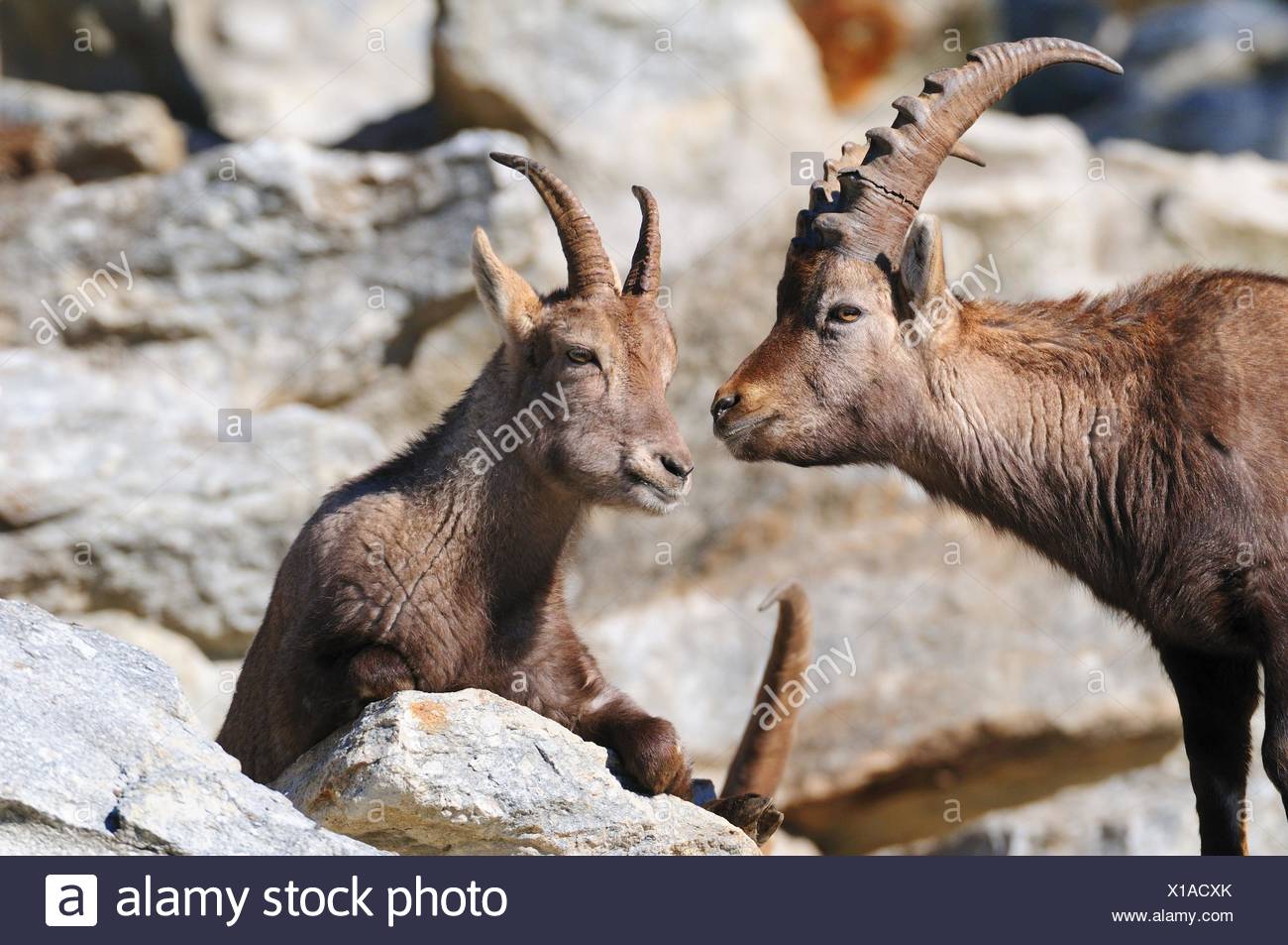 Ibexes High Resolution Stock Photography and Images - Alamy