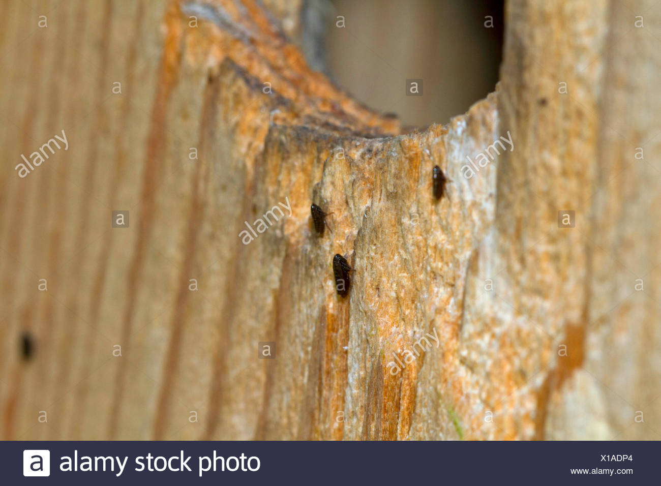 Chicken Disease High Resolution Stock Photography and Images - Alamy