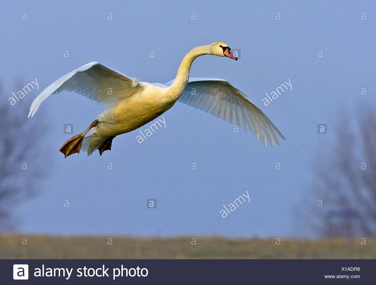 Flying Swan Stock Photos & Flying Swan Stock Images - Alamy
