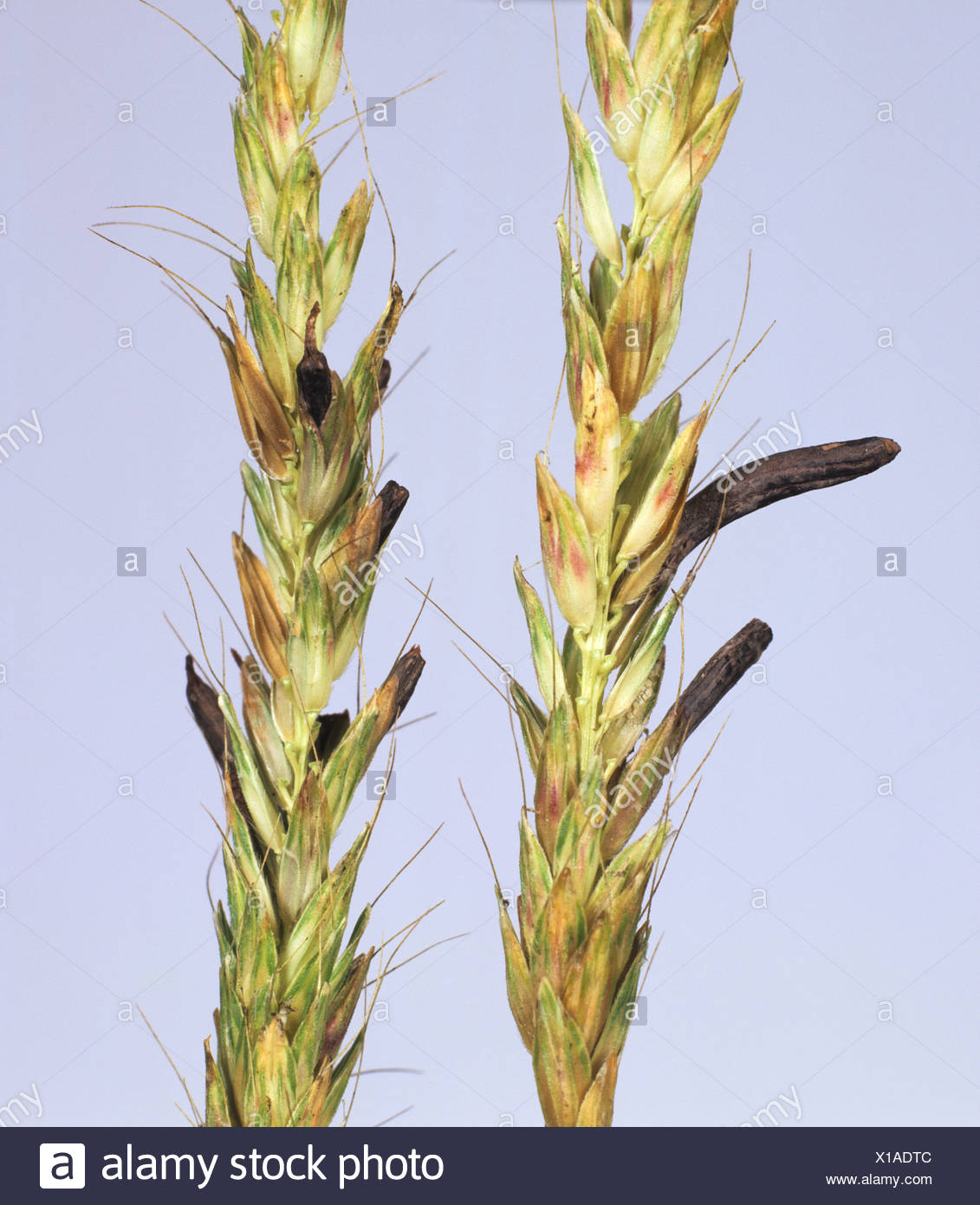 Ergot Sclerotia High Resolution Stock Photography and Images - Alamy