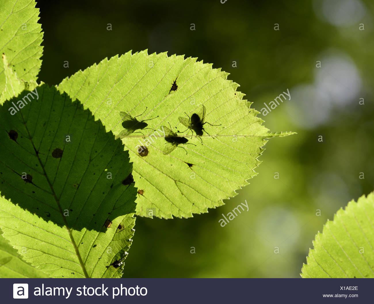 Deciduous Insect High Resolution Stock Photography and Images - Alamy