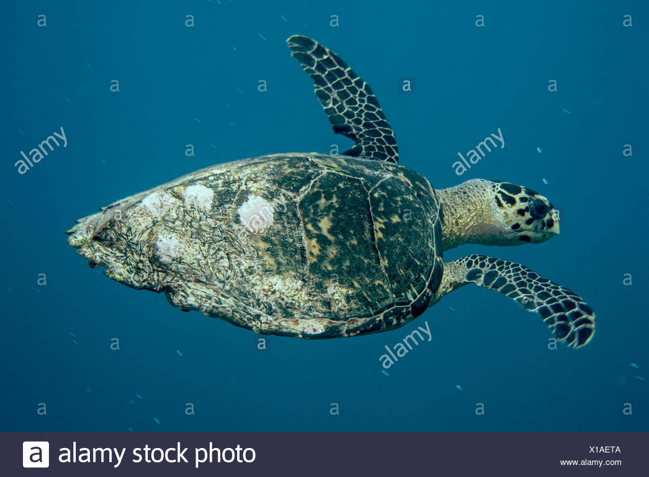 Hind Flippers Stock Photos & Hind Flippers Stock Images - Alamy