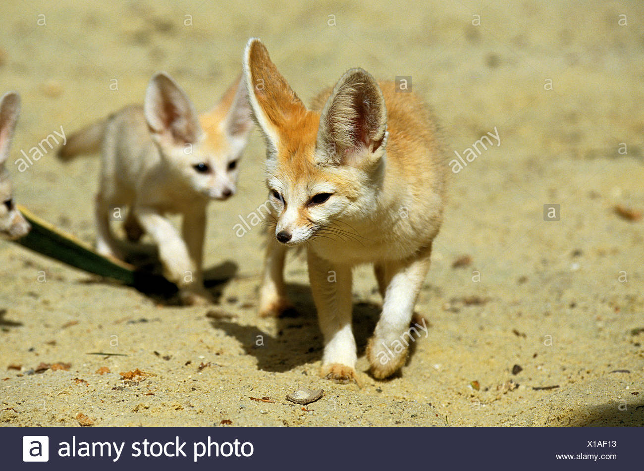 Fennec Fox Fennecus Zerda Vulpes High Resolution Stock Photography and ...