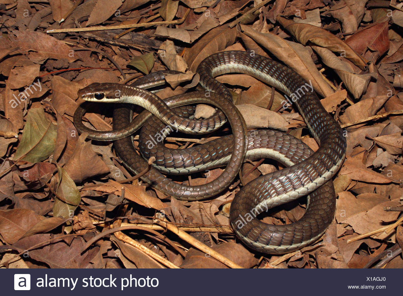 Bronzeback Tree Snake Stock Photos & Bronzeback Tree Snake Stock Images ...