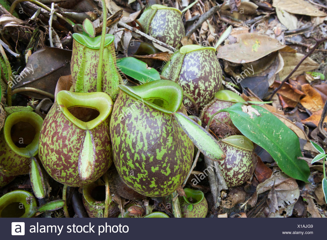 Ground Pitcher Plants Stock Photos & Ground Pitcher Plants Stock Images ...
