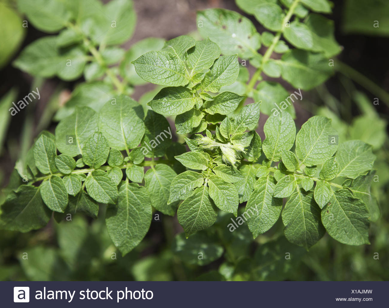 Potato Leaves High Resolution Stock Photography and Images - Alamy