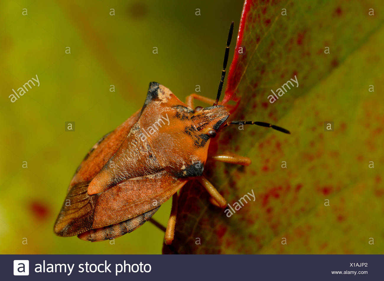 Baumwanzen High Resolution Stock Photography and Images - Alamy