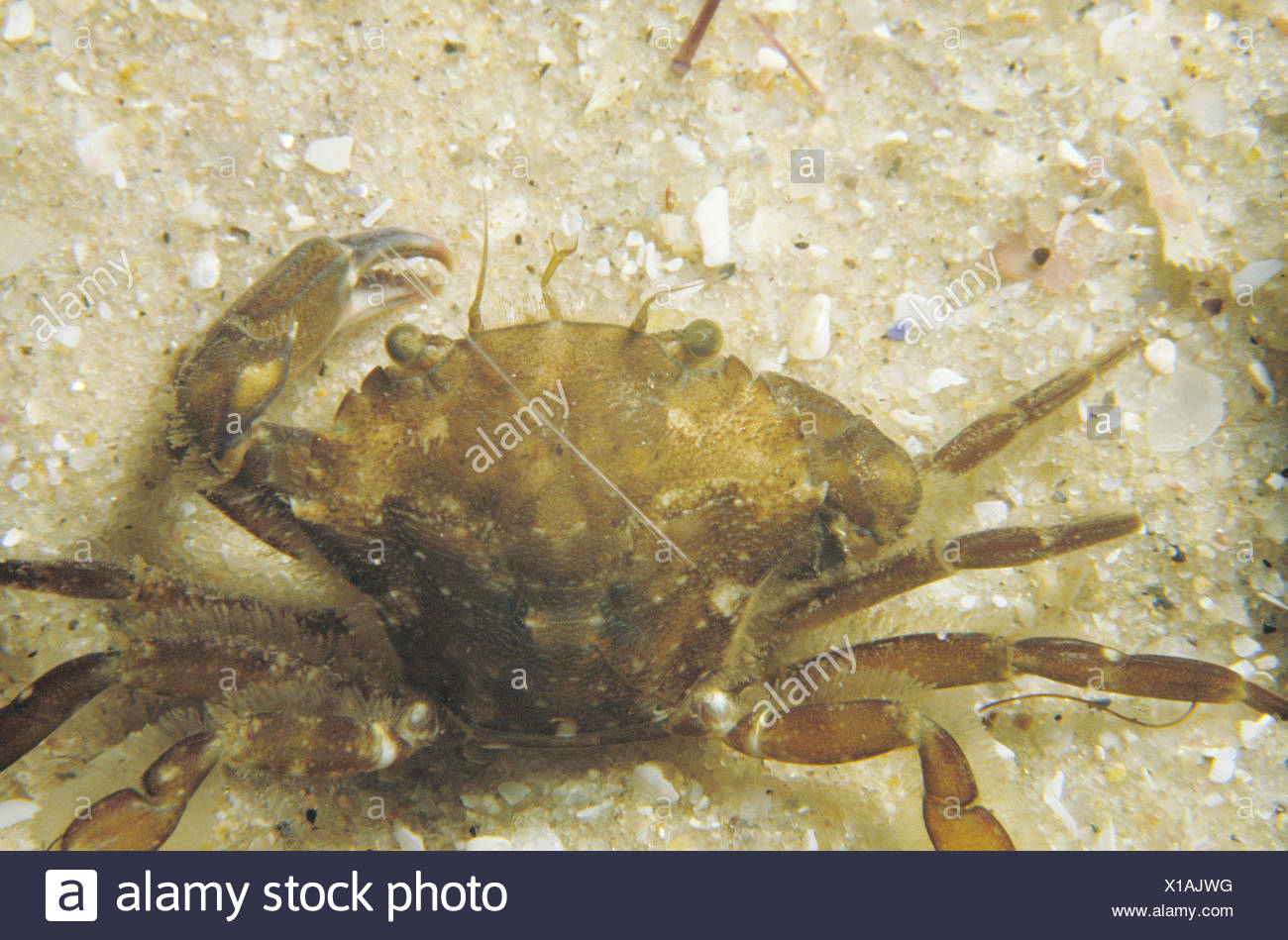Liocarcinus Arcuatus High Resolution Stock Photography and Images - Alamy