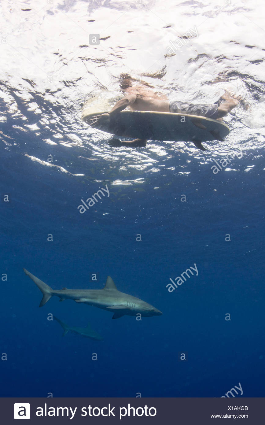 Man Underwater High Resolution Stock Photography and Images - Alamy