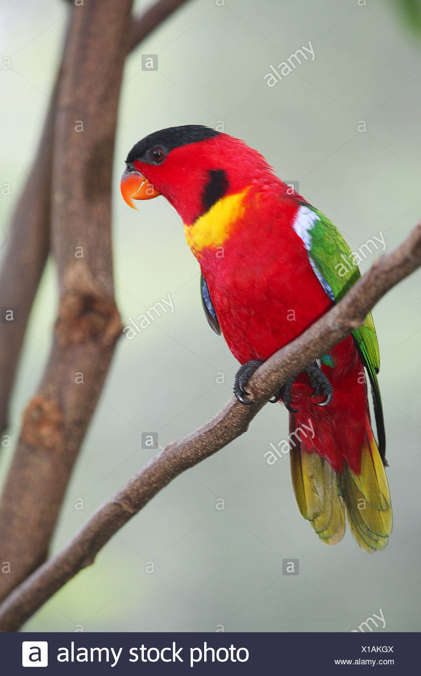 Loriidae Stock Photos & Loriidae Stock Images - Alamy