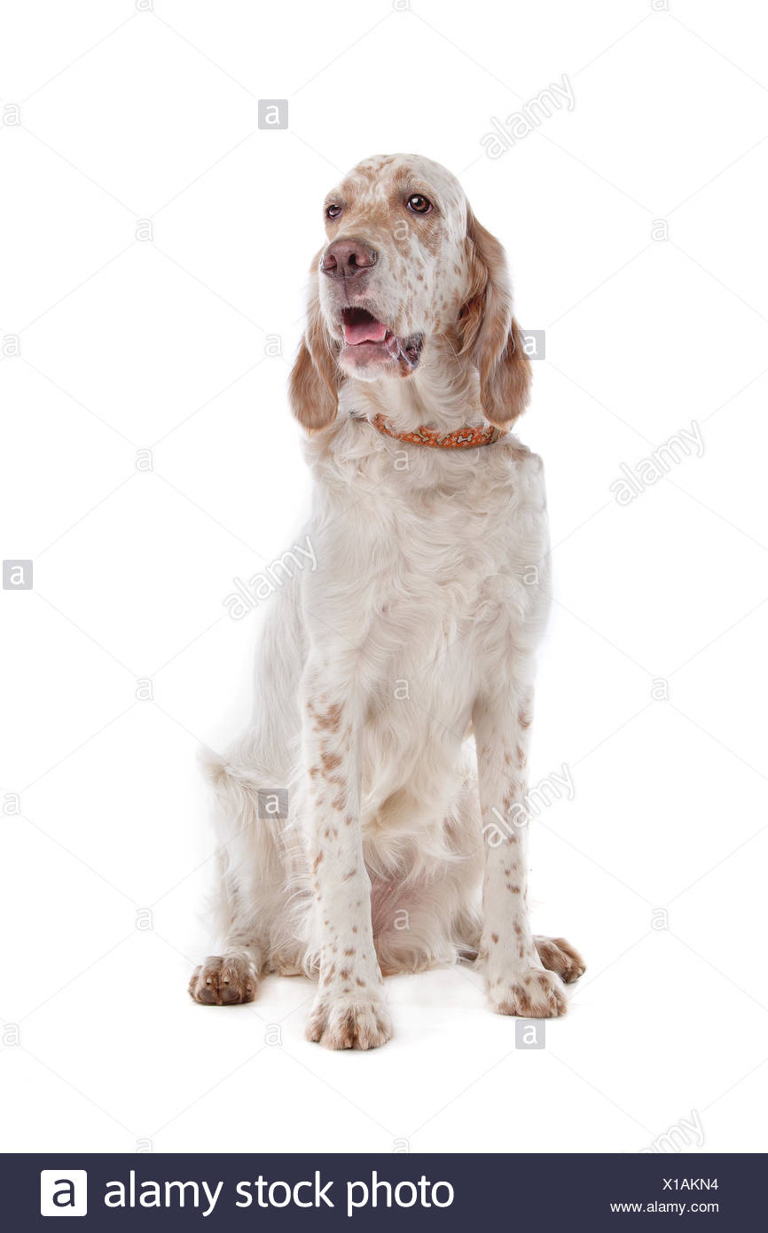 English Setter Cut Out Stock Images & Pictures - Alamy