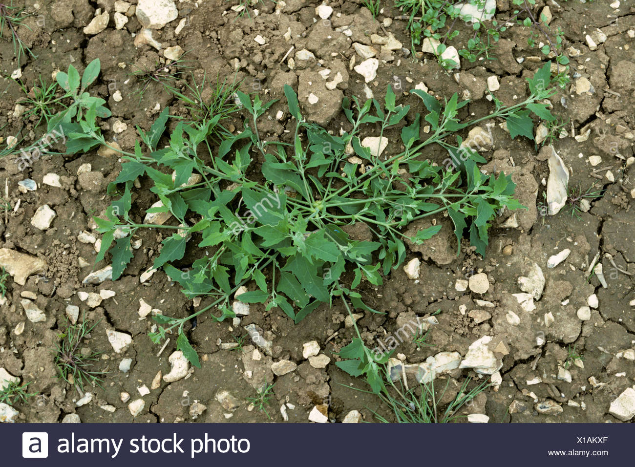 Prostrate Plant Stock Photos & Prostrate Plant Stock Images - Alamy