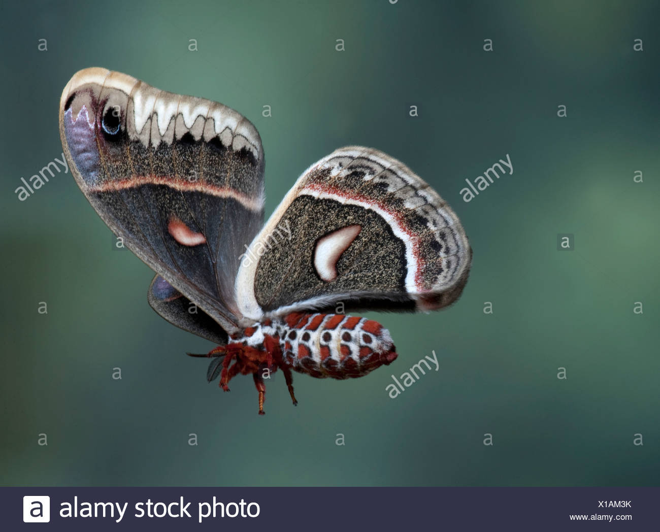 Largest Flying Insects High Resolution Stock Photography and Images - Alamy