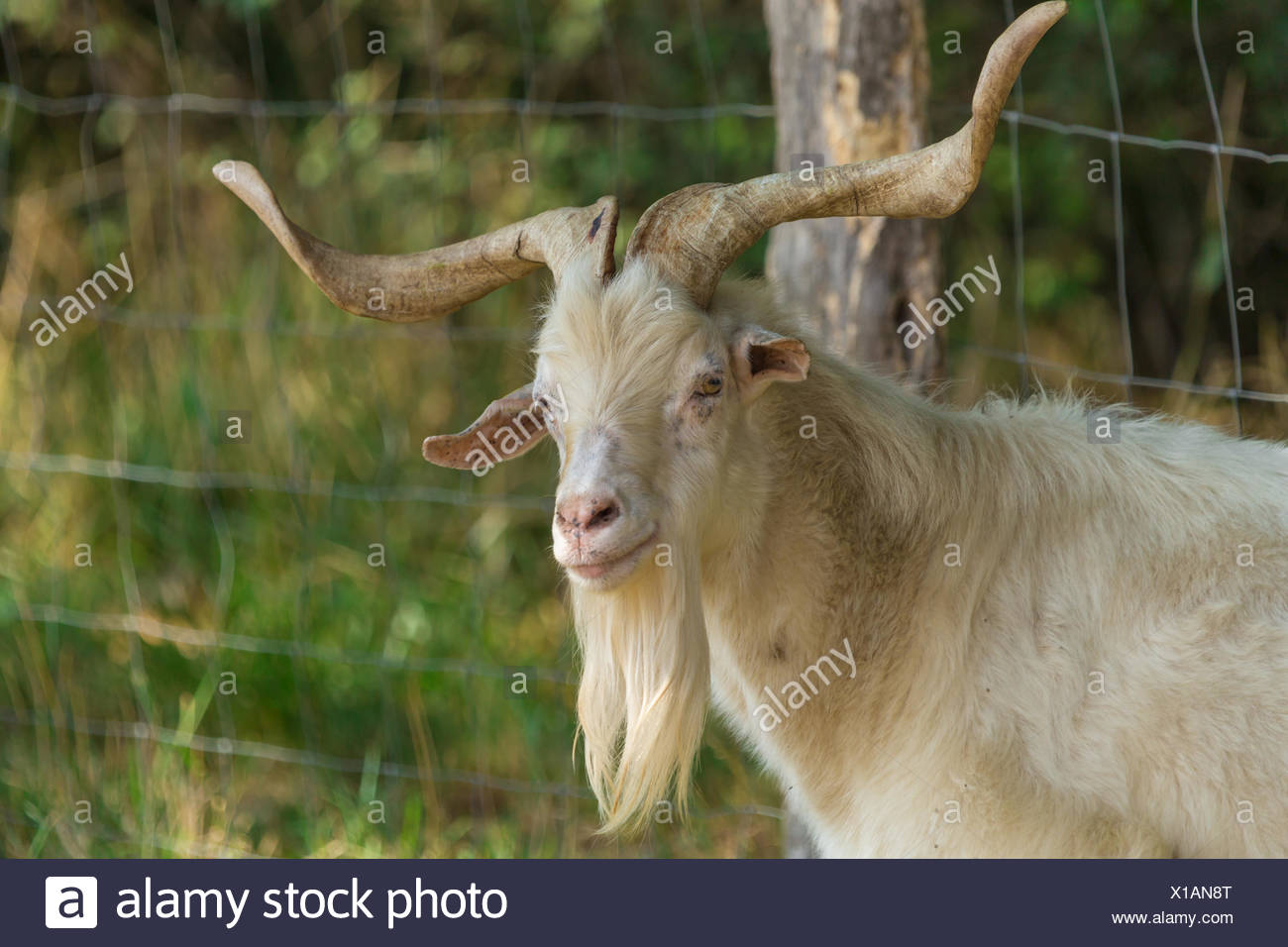 Ziegenbart Stock Photos & Ziegenbart Stock Images - Alamy