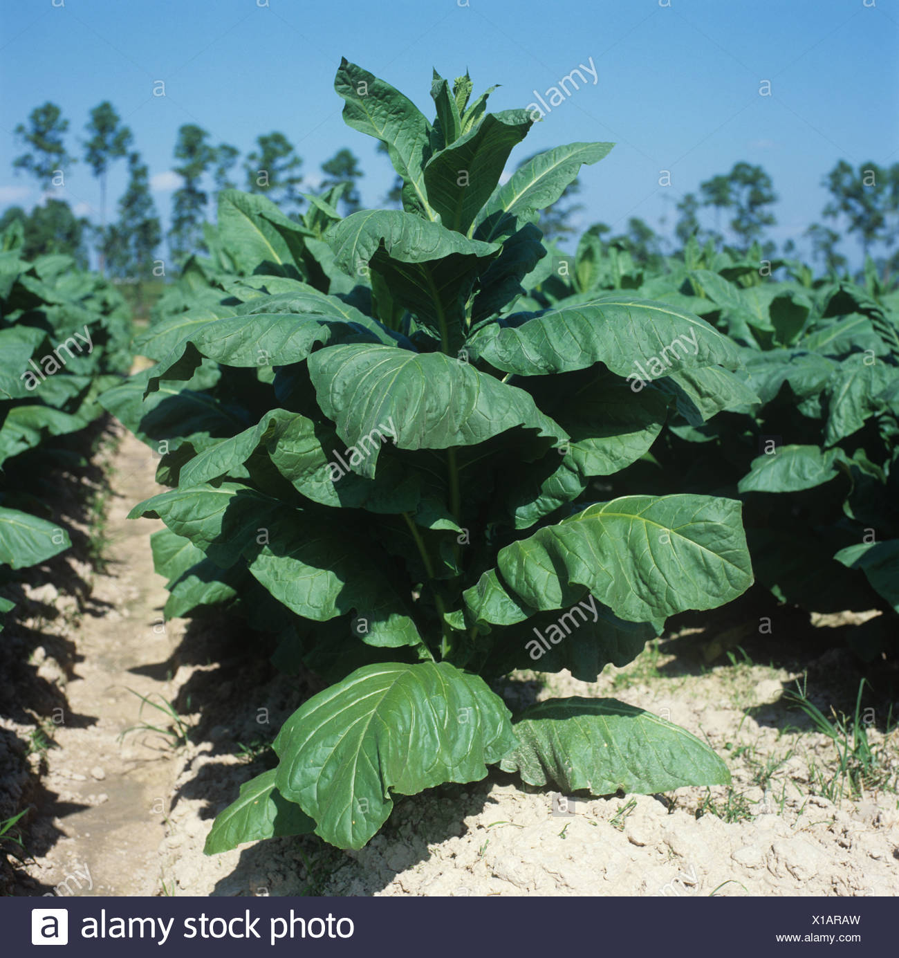 Cigar Plant High Resolution Stock Photography and Images - Alamy