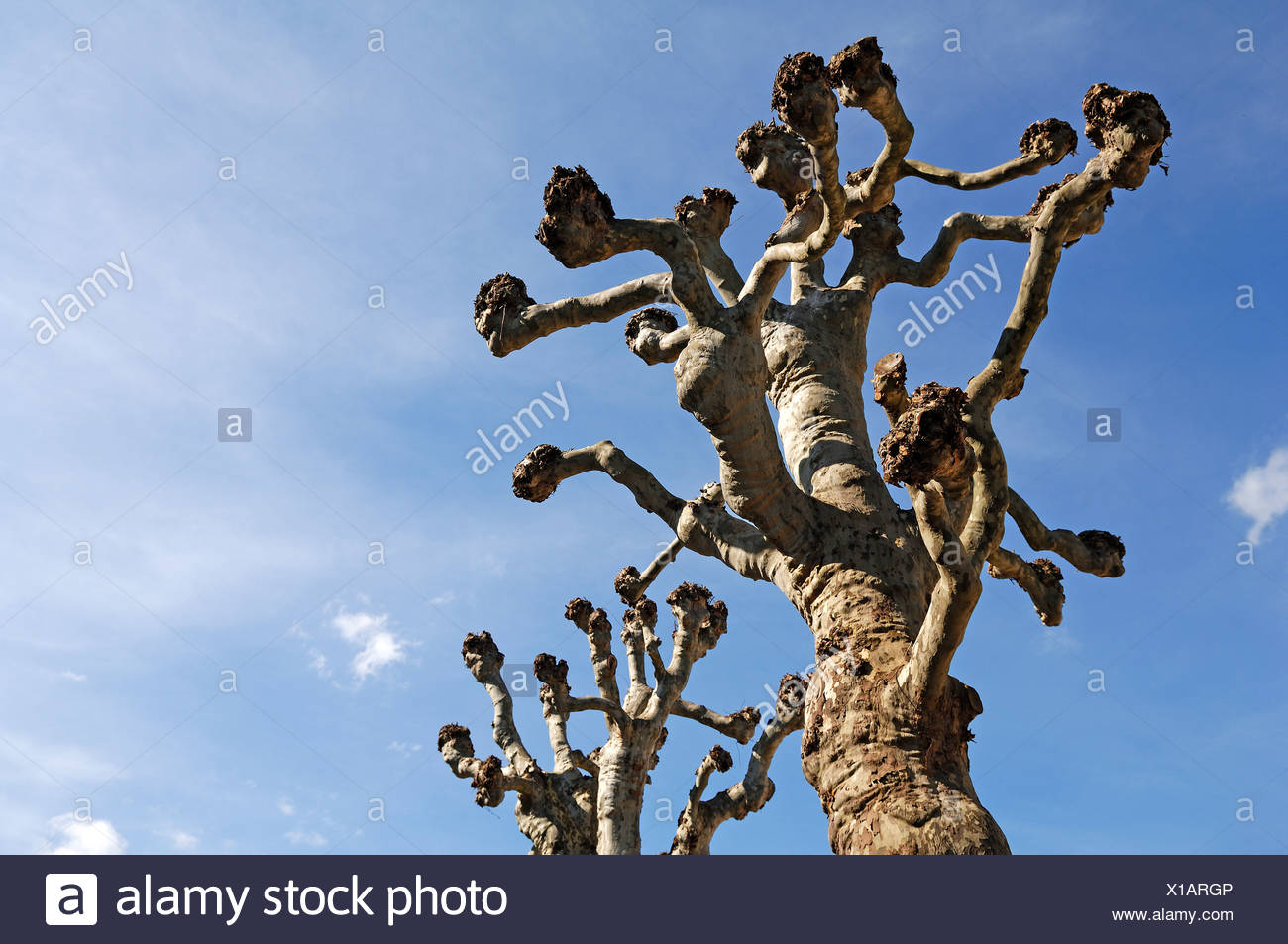 Pollarded Branches High Resolution Stock Photography and Images - Alamy