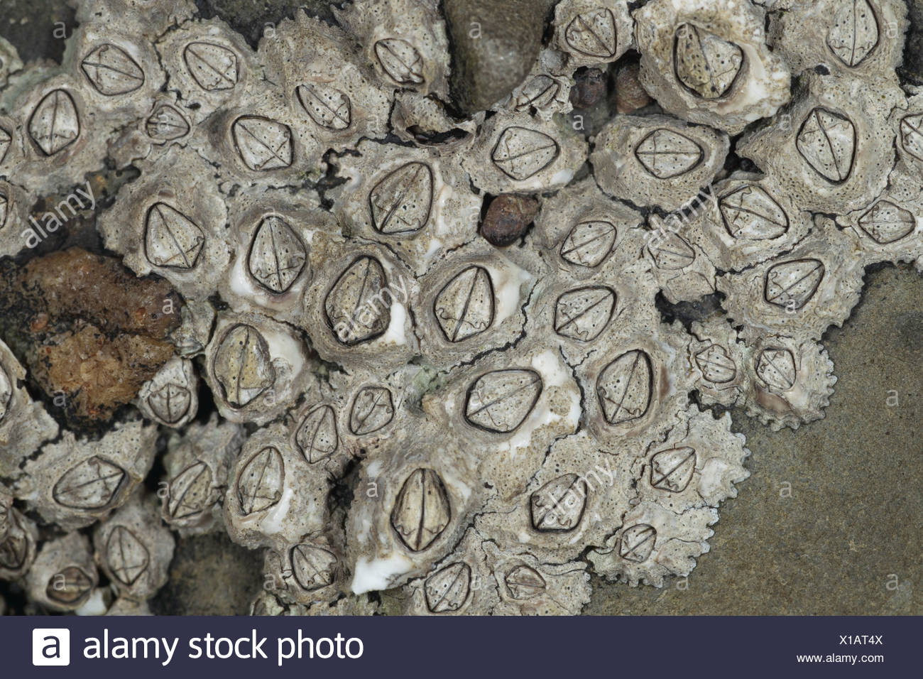 Chthamalus Stock Photos & Chthamalus Stock Images - Alamy