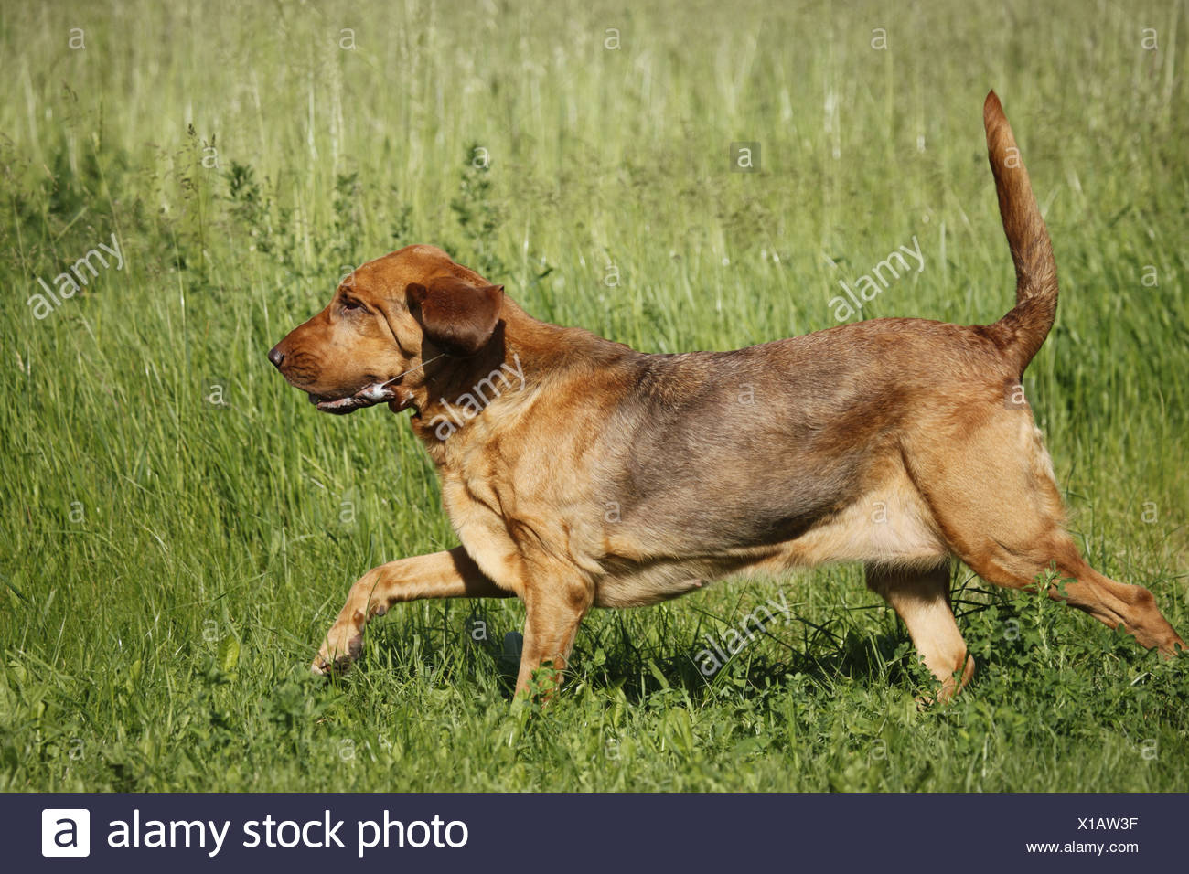 Bloodhounds Running High Resolution Stock Photography and Images - Alamy