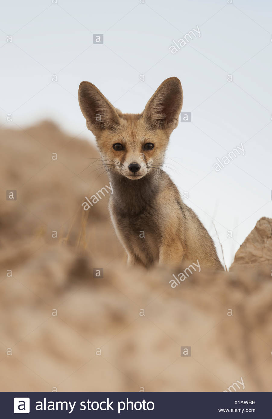 The Red Fox Vulpes Vulpes High Resolution Stock Photography and Images ...