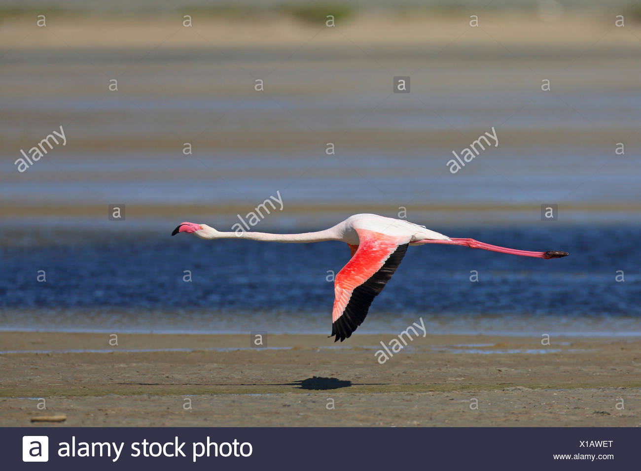 Flamingo Flying High Resolution Stock Photography and Images - Alamy
