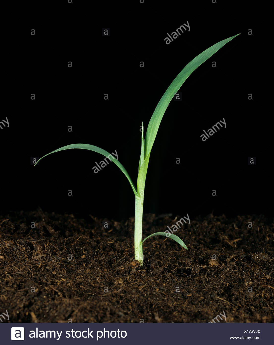 Foxtail Weed High Resolution Stock Photography and Images - Alamy