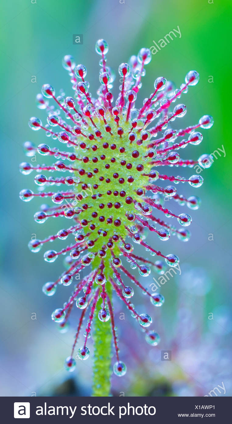 Sundew Plant High Resolution Stock Photography and Images - Alamy