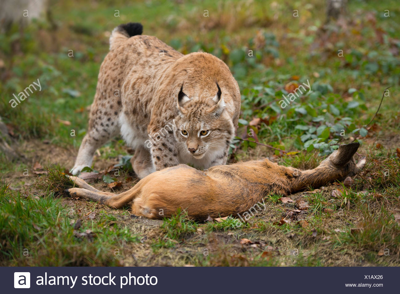 Lynx Animal Prey Eating High Resolution Stock Photography and Images ...