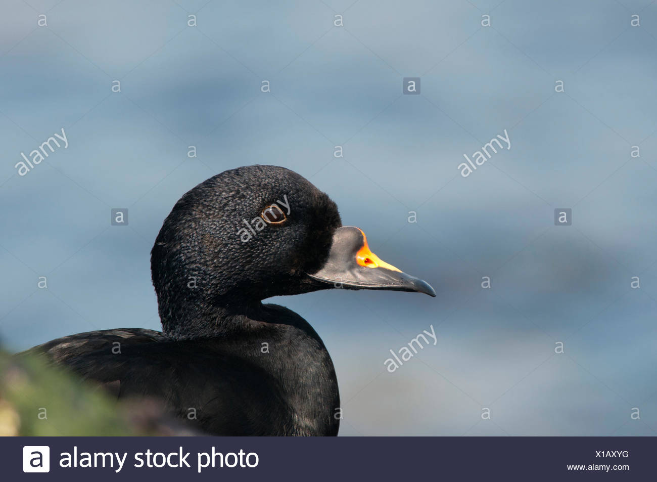Common Scoter Duck High Resolution Stock Photography and Images - Alamy