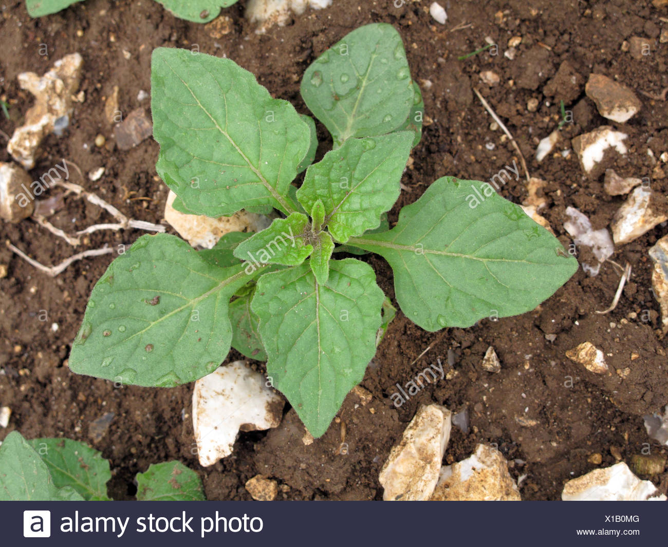Common Amaranthus High Resolution Stock Photography and Images - Alamy