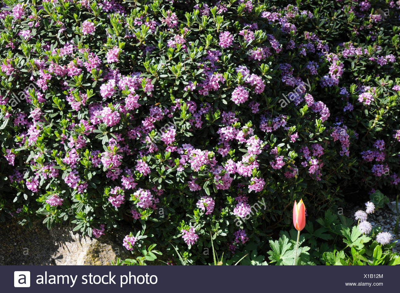 Daphne High Resolution Stock Photography and Images - Alamy